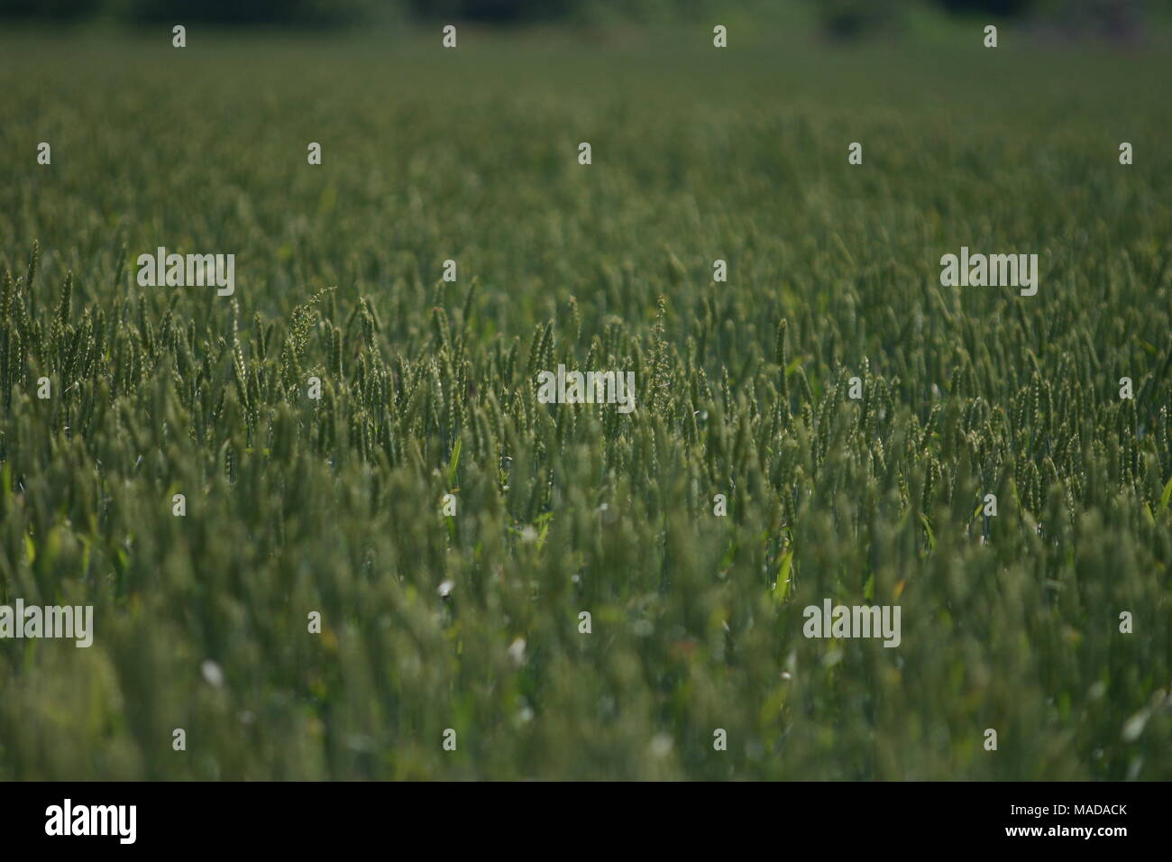 Field of grean wheat close up background Stock Photo - Alamy