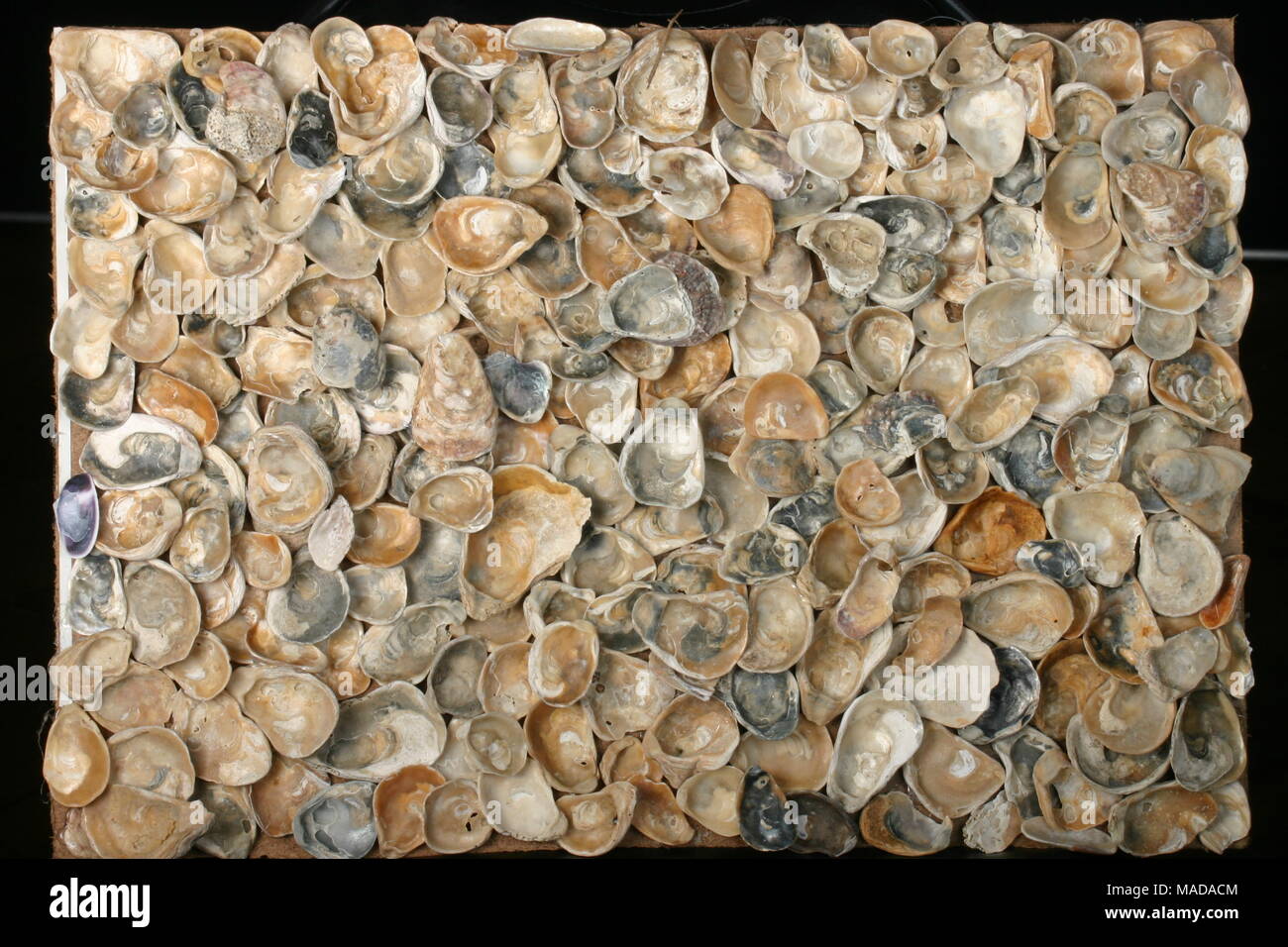 Sea shells. Coast. Beach Stock Photo - Alamy