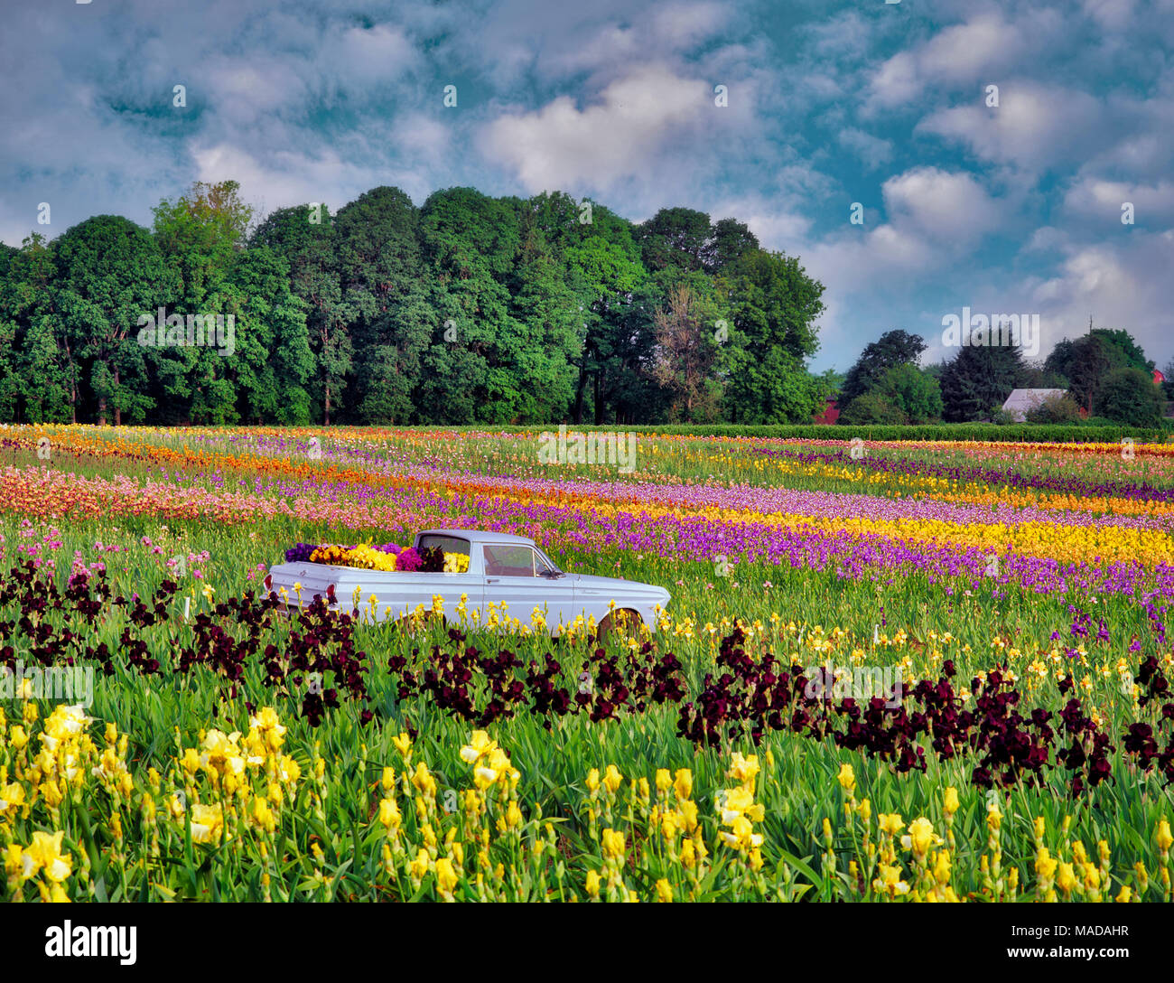 Iris field and touch harvesting flowers, Oregon Stock Photo - Alamy