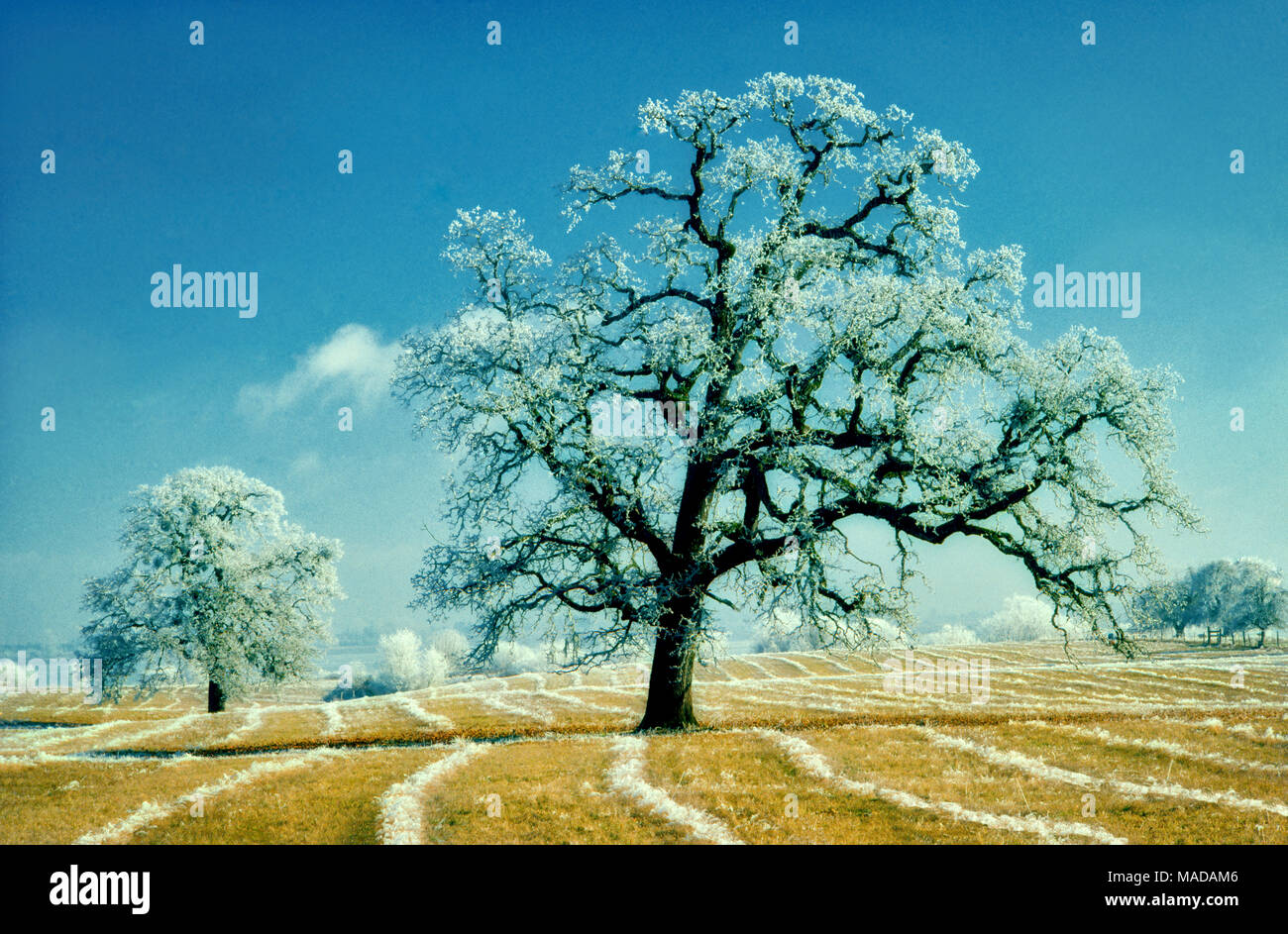 Oregon oak trees hi-res stock photography and images - Alamy