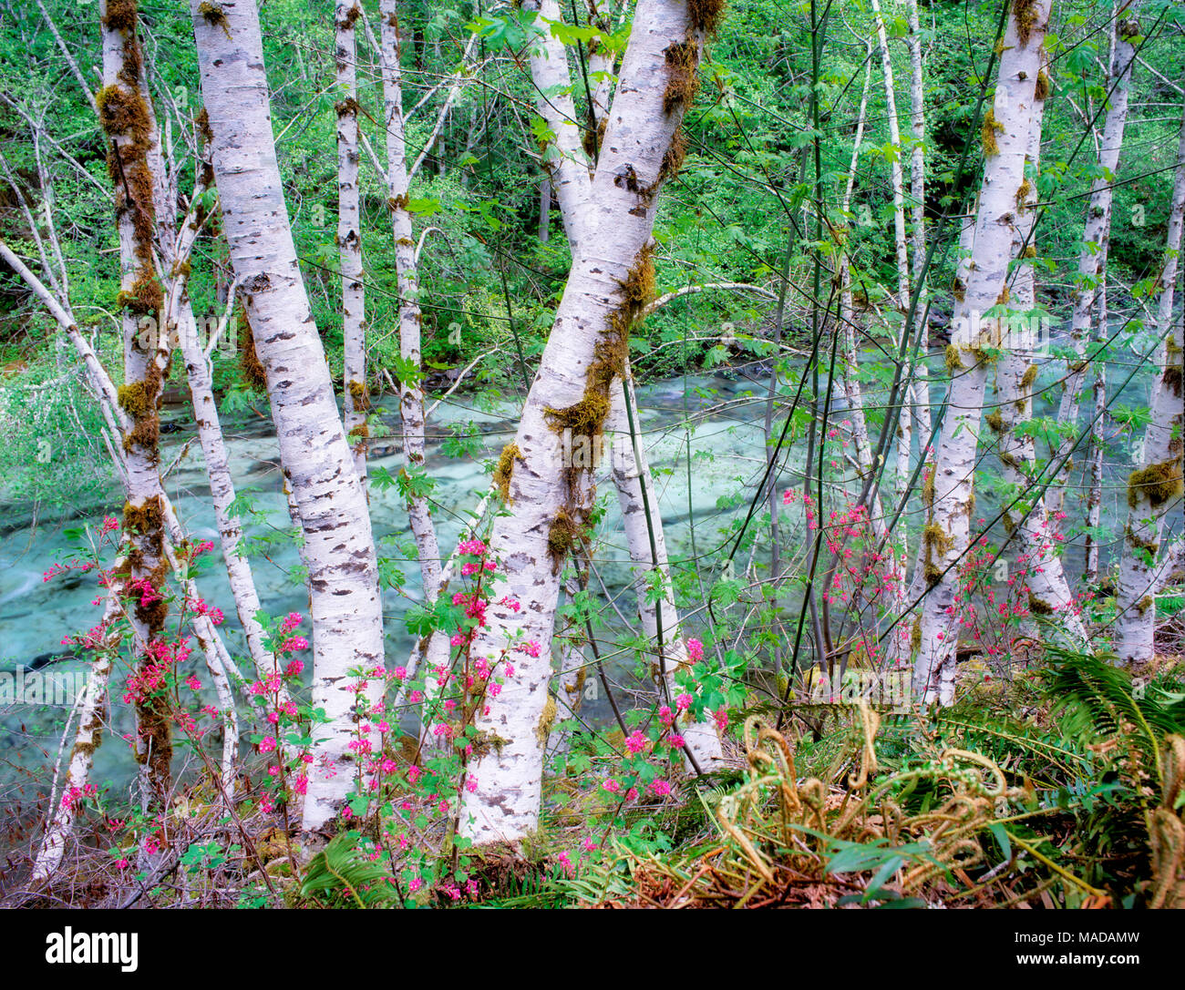 Alder trees and red current (Ribies sanguinium) along banks of ...