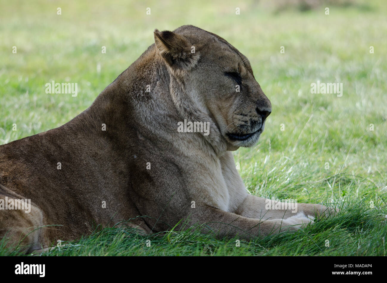 Aged Lion resting in the Sun Stock Photo - Alamy