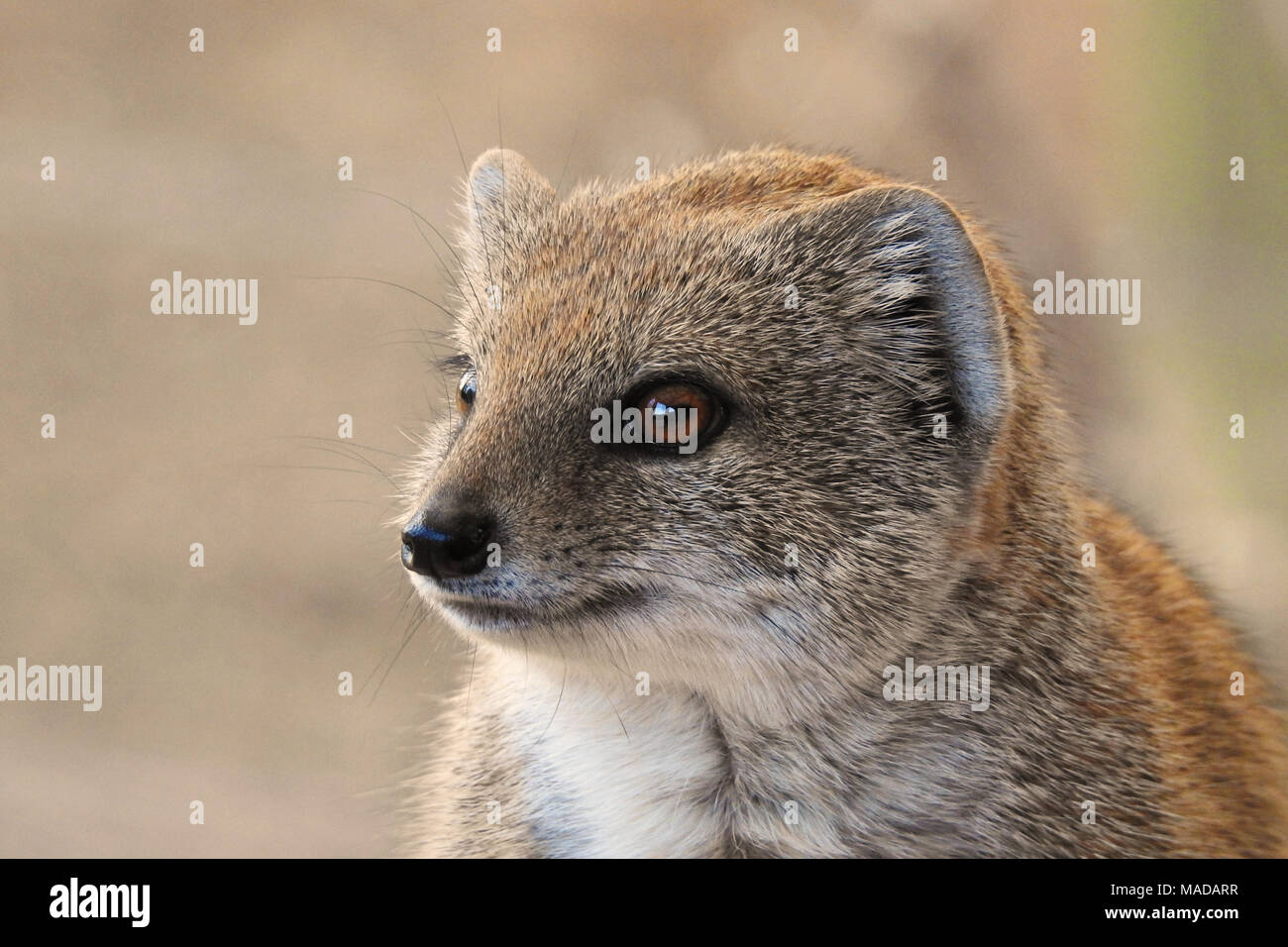 Mongoose eyes hi-res stock photography and images - Alamy