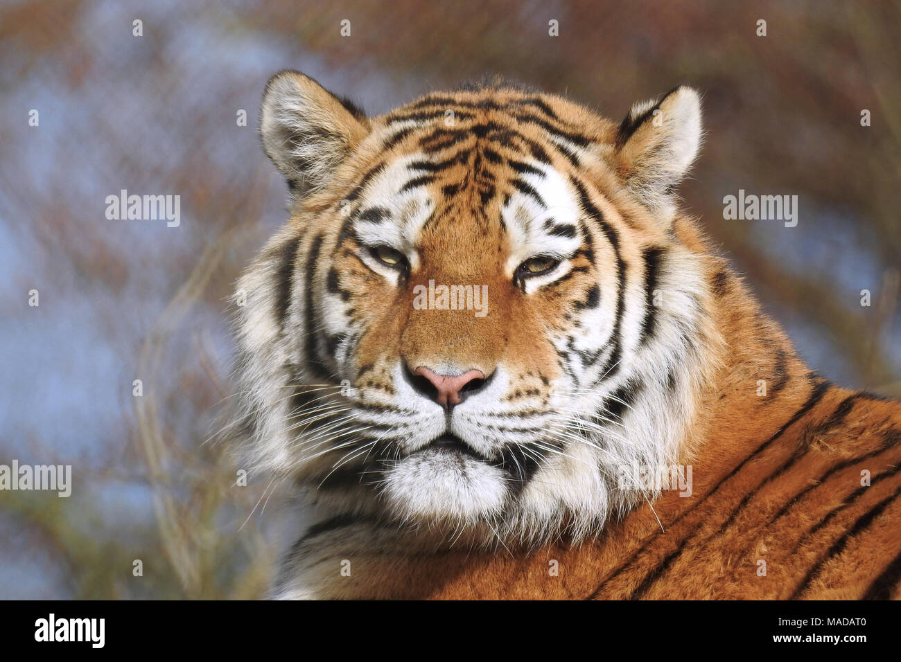 Siberian amur tiger hi-res stock photography and images - Alamy