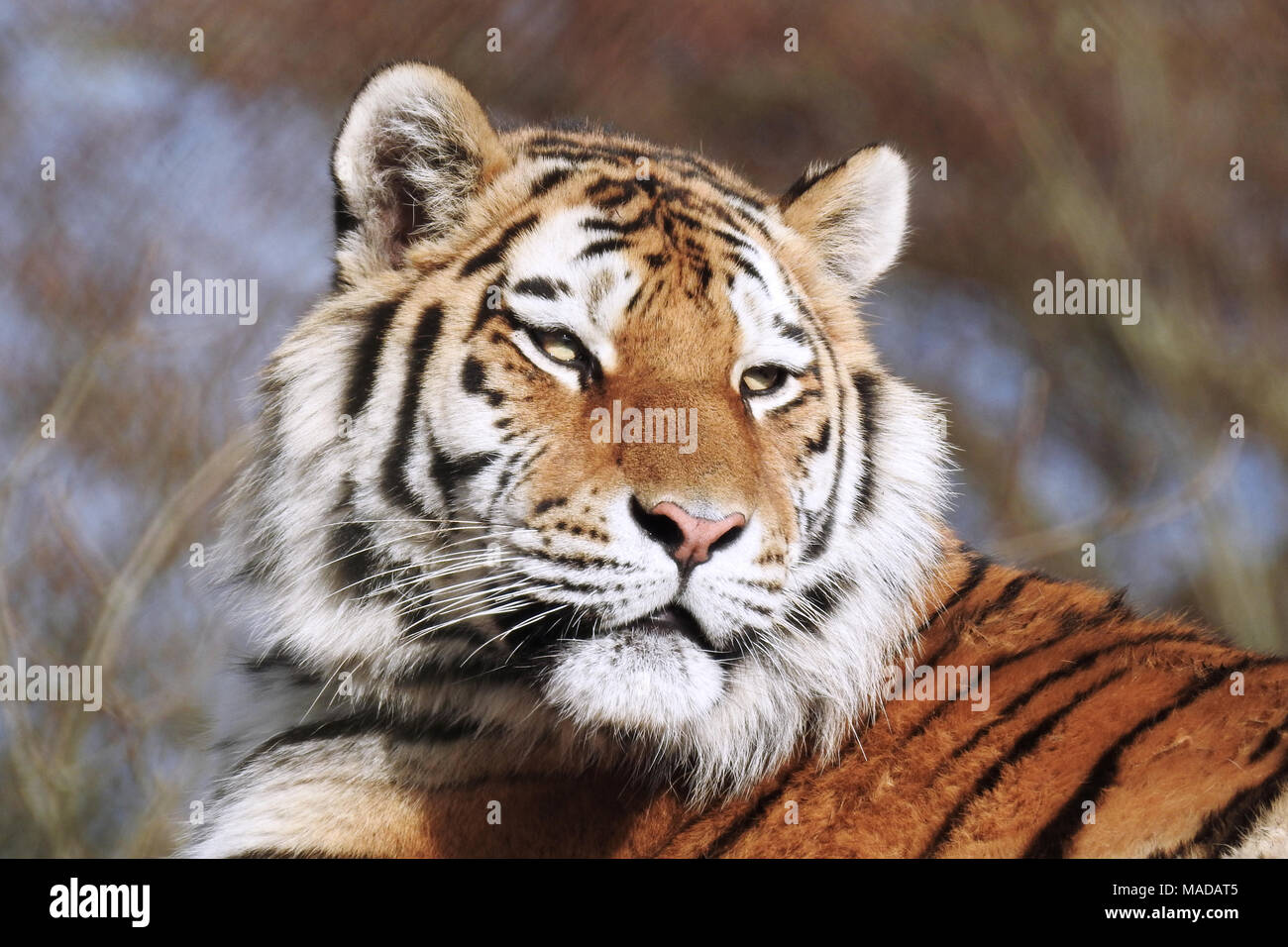 Tiger pose hi-res stock photography and images - Alamy