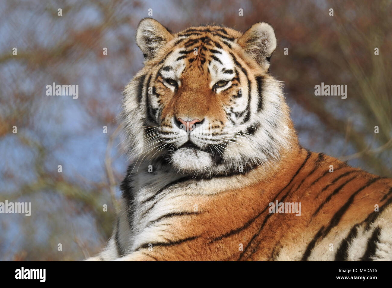 Primorye province hi-res stock photography and images - Alamy