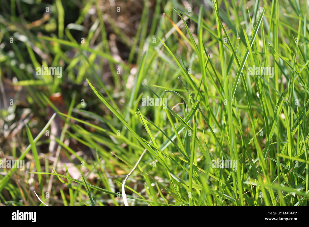 Fresh grass morning, background of herb Stock Photo - Alamy