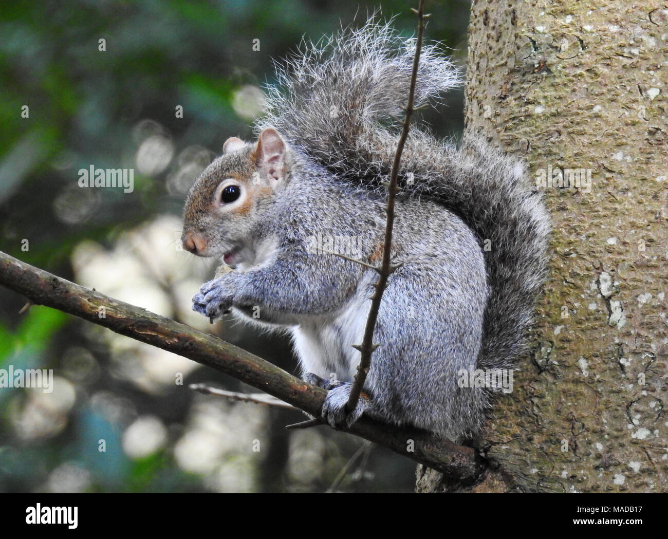 Eastern Red Squirrel Stock Photos & Eastern Red Squirrel Stock Images ...