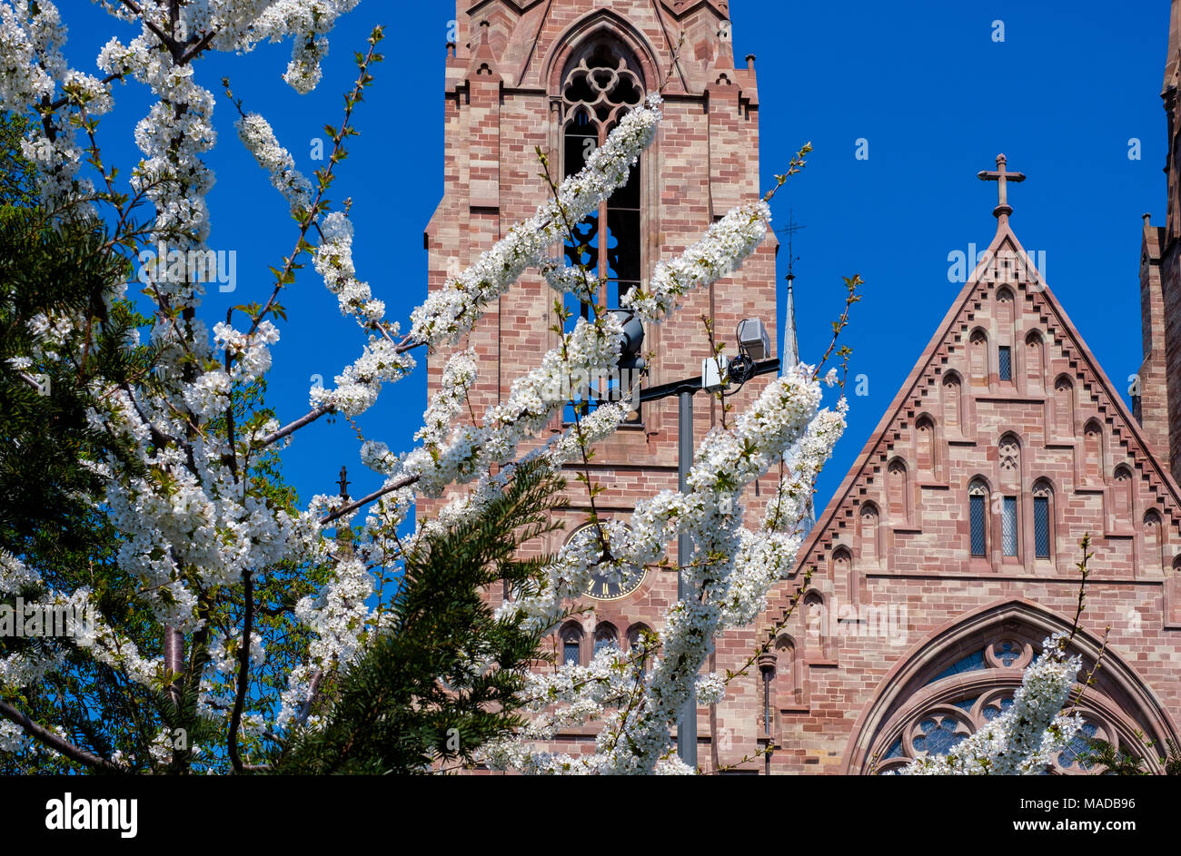 Wild cherry blossom, Prunus avium, white flowers, St Paul, Lutheran ...