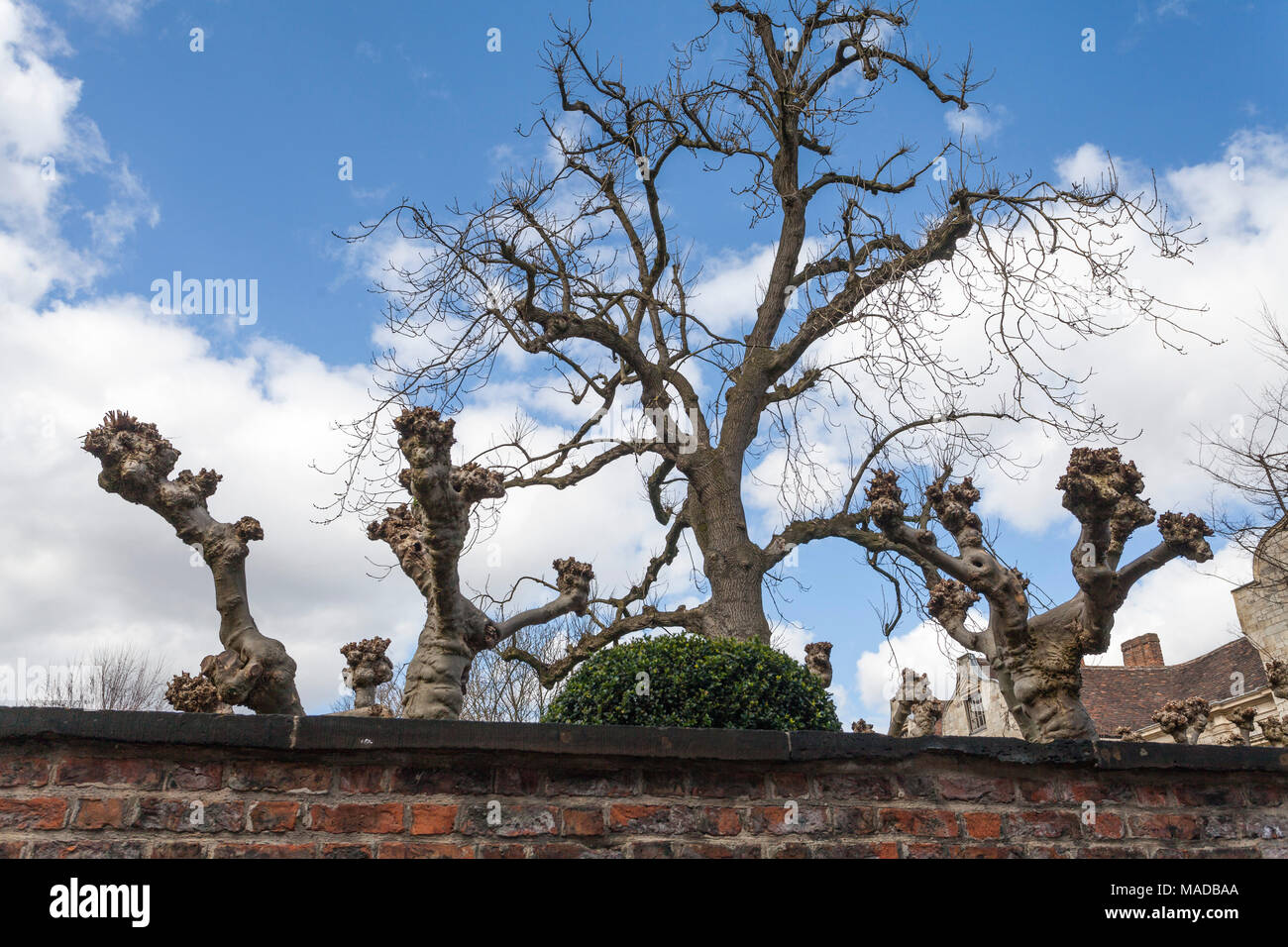 Strange tree hi-res stock photography and images - Alamy