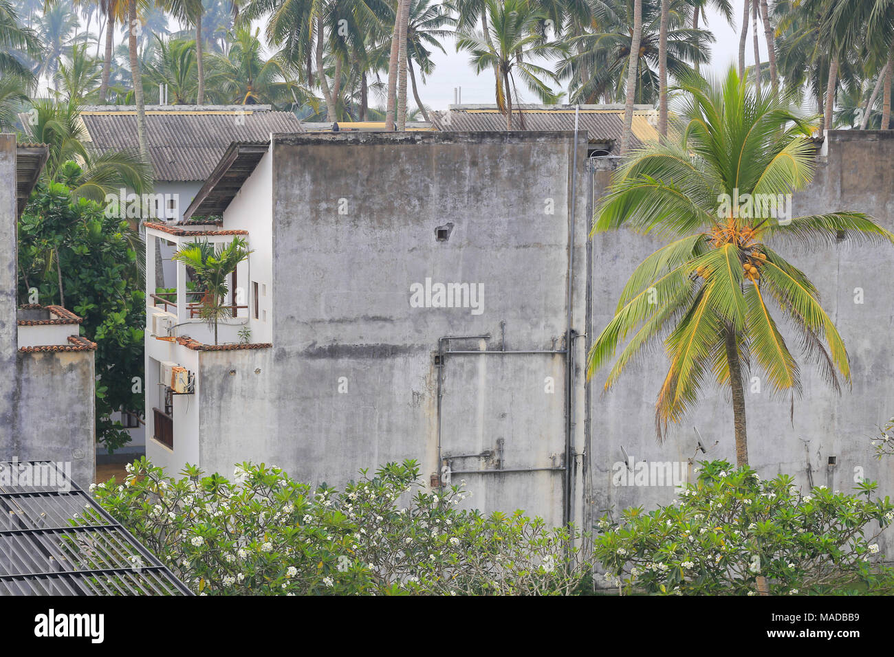 Building with coconut trees in Sri Lanka Stock Photo - Alamy