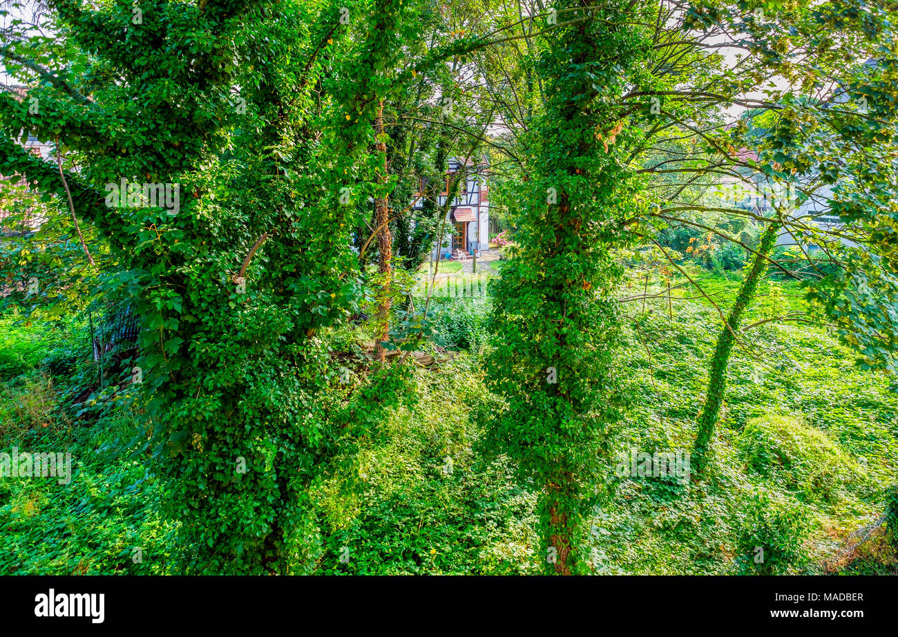 France alsace forest hi-res stock photography and images - Alamy