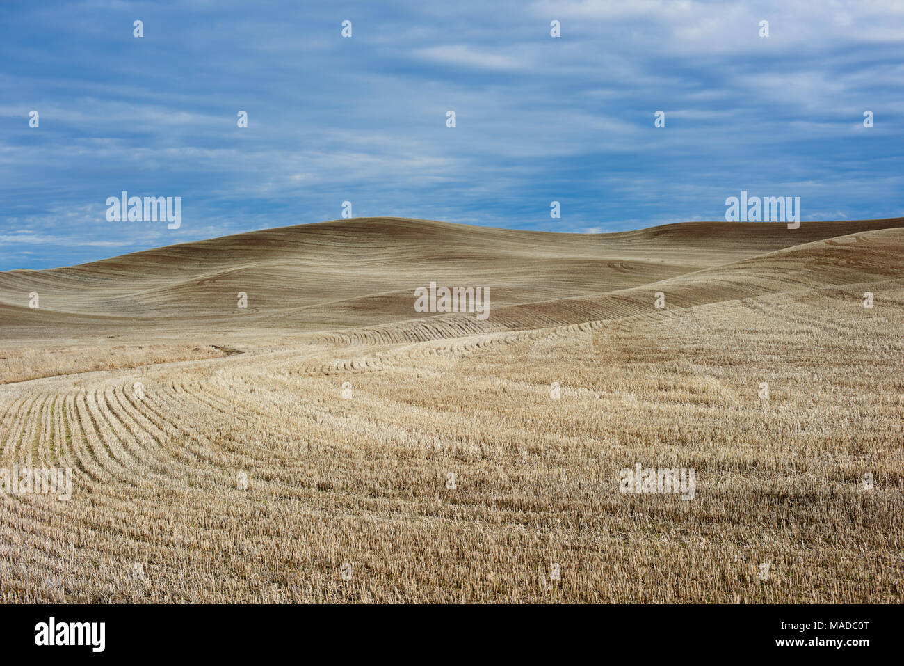 Winter wheat field beneath a blue sky, Palouse, Washington Stock Photo ...