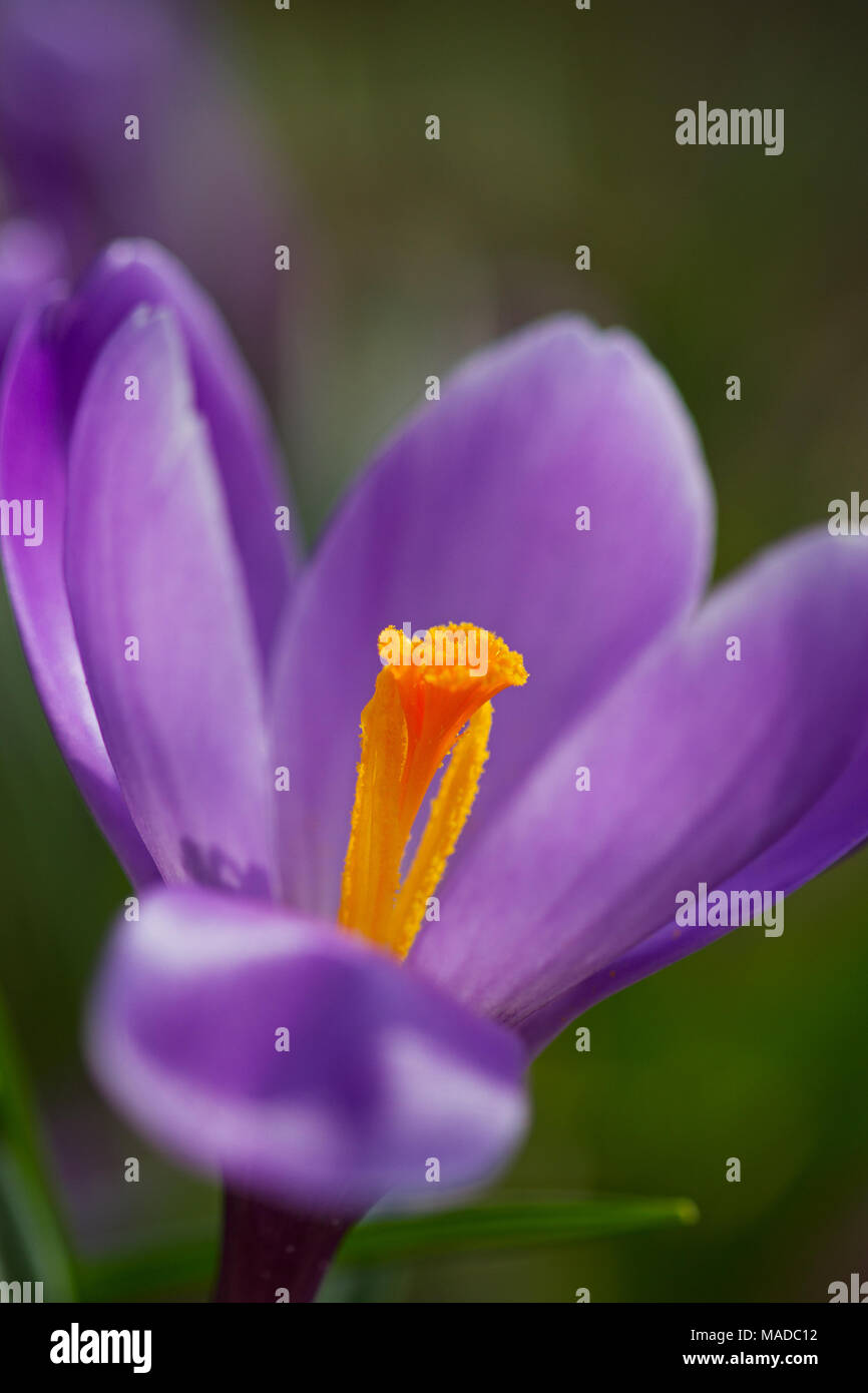 Close-up of the yellow-orange stigma and stamen of a Crocus Stock Photo ...