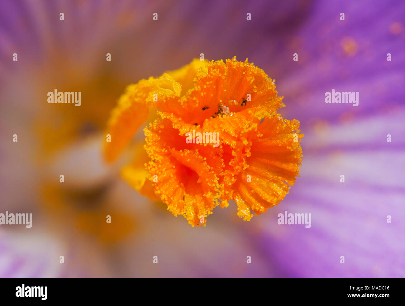 Flower pollen stamen stigma hi-res stock photography and images - Alamy