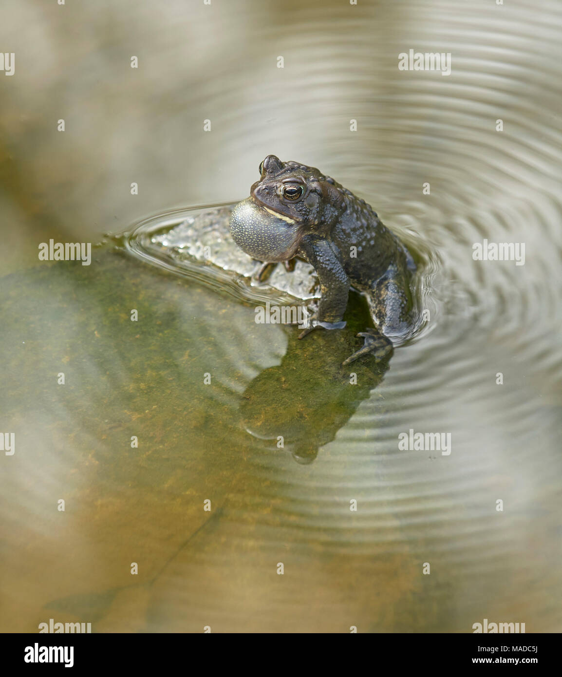 American toad tadpole hi-res stock photography and images - Alamy