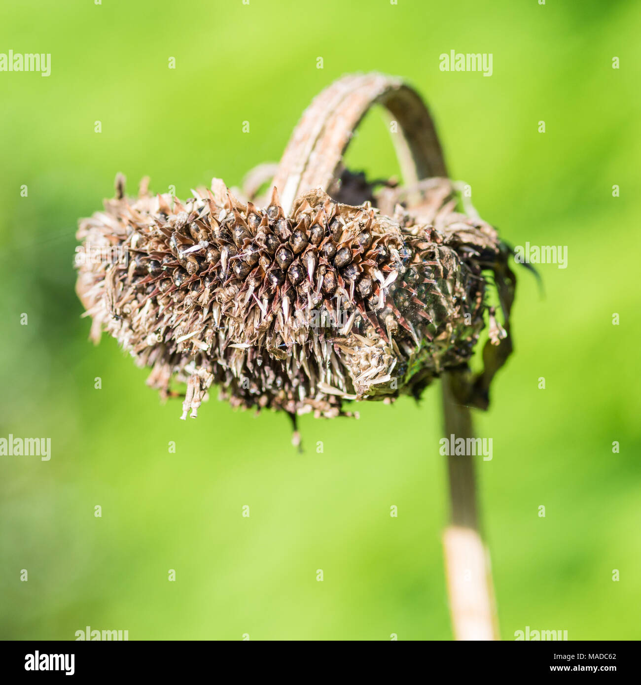 Sunflower decay hi-res stock photography and images - Alamy