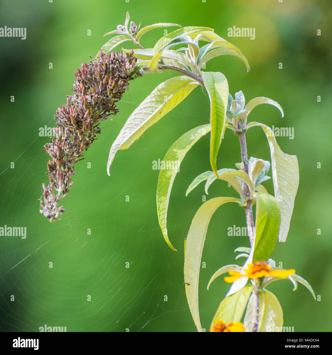 Decaying butterfly hi-res stock photography and images - Alamy