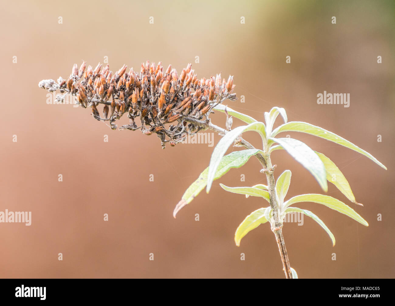 Decaying butterfly hi-res stock photography and images - Alamy