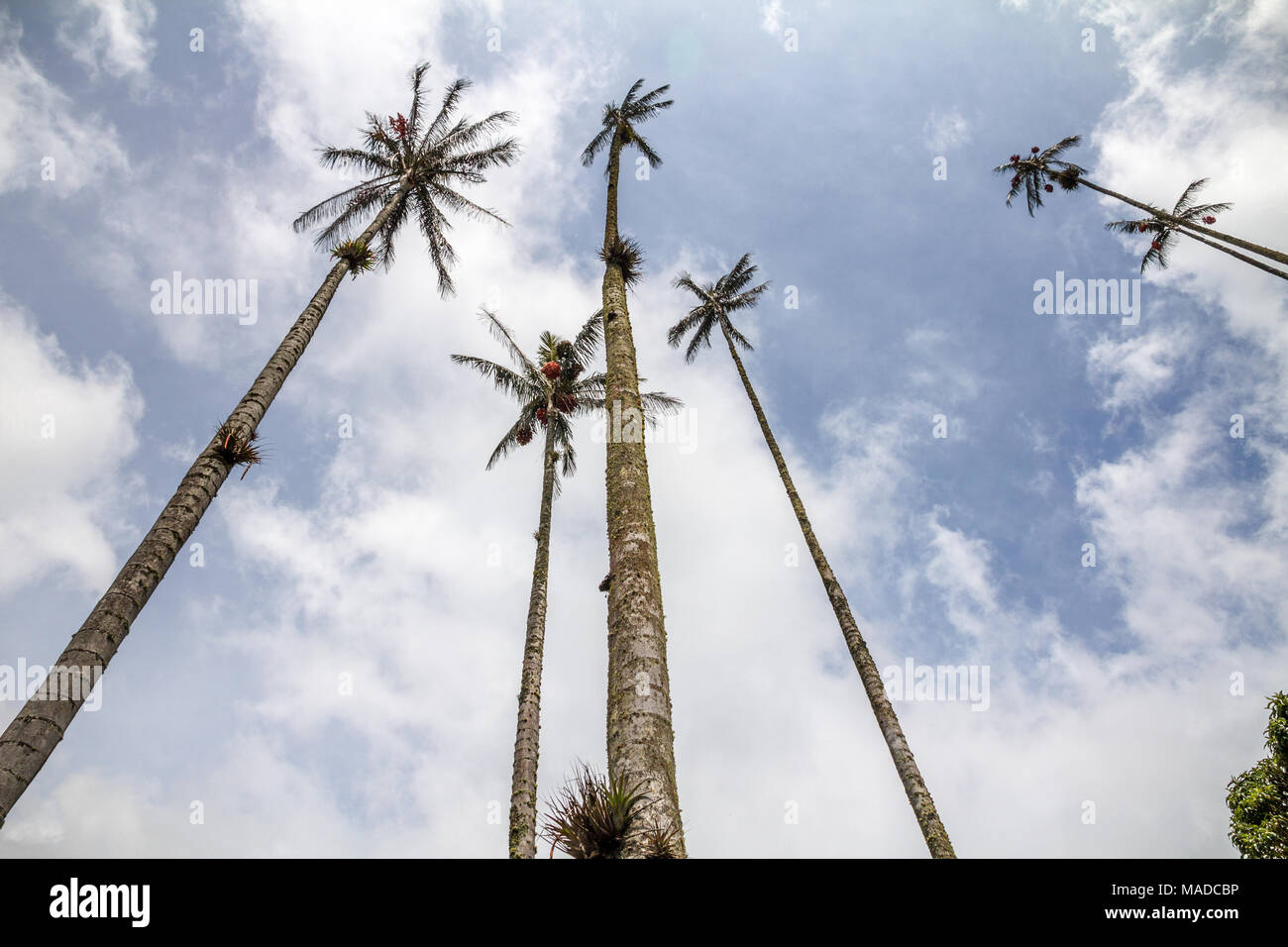 Tall, slender palm trees with fronds only at very top taken against ...