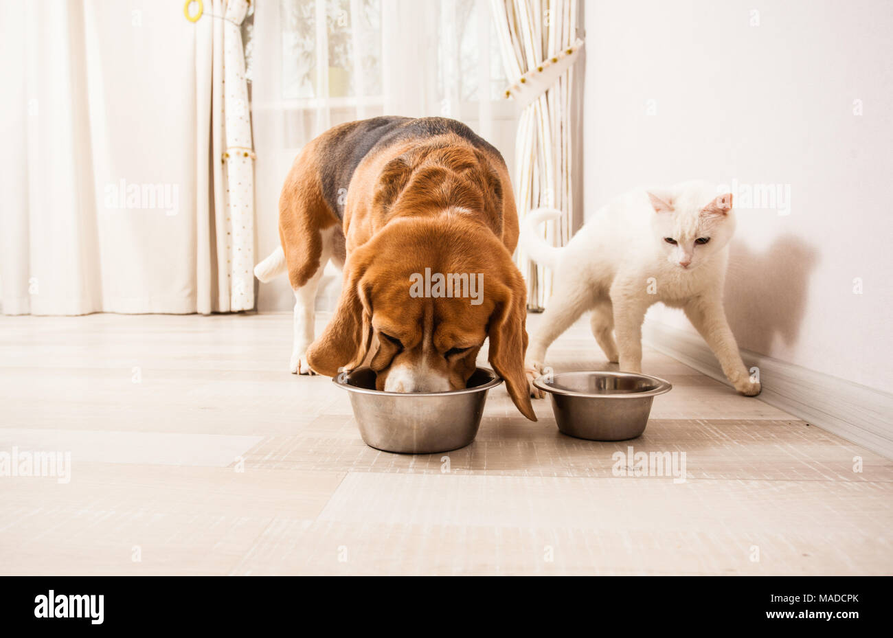 the cat is hungry Stock Photo - Alamy