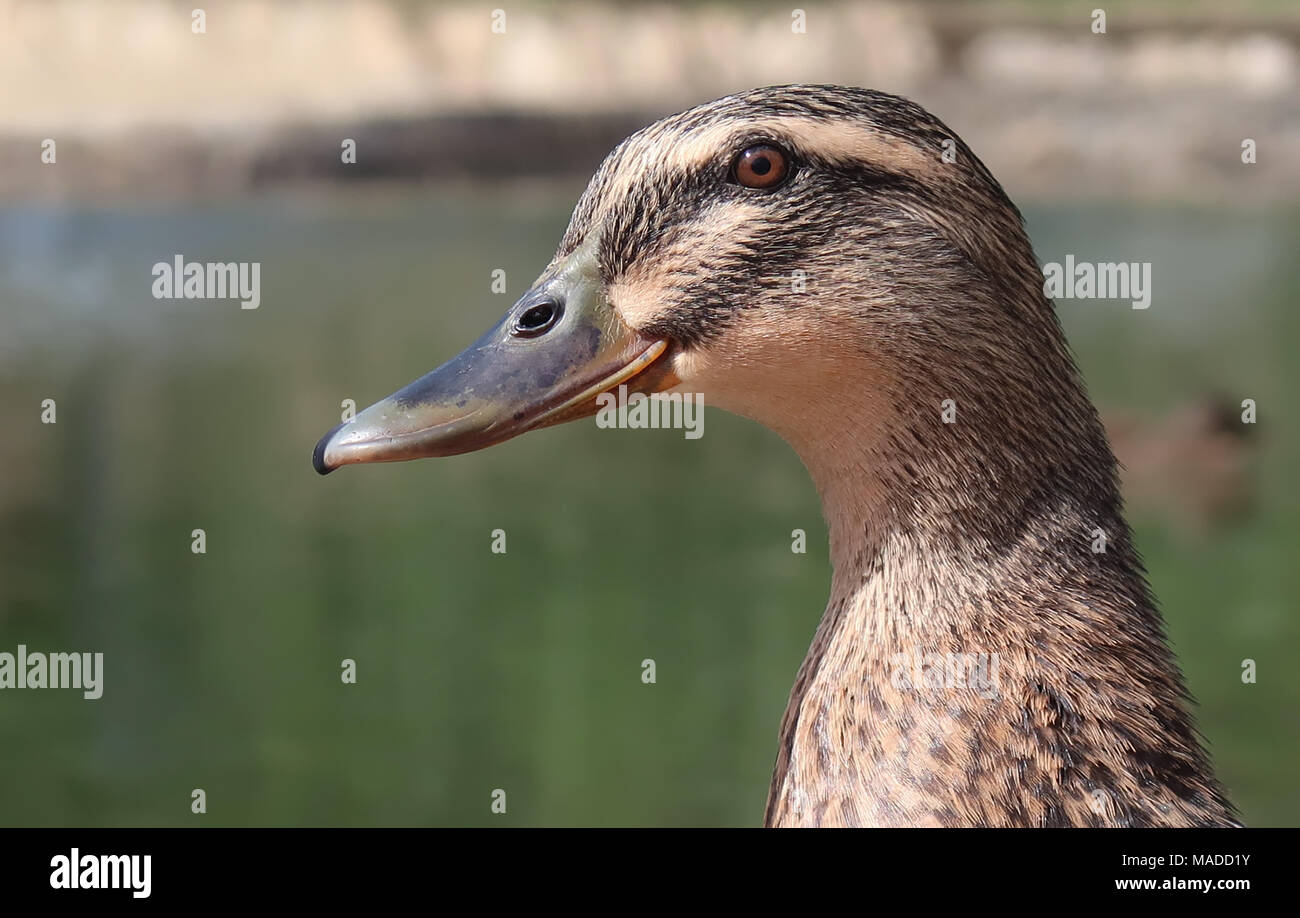 Zoo duck hi-res stock photography and images - Alamy