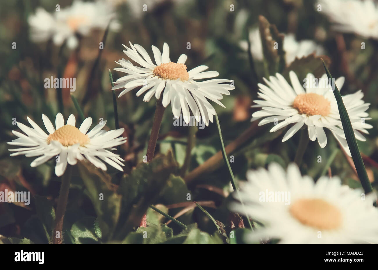 Daisy daisies flower hi-res stock photography and images - Alamy