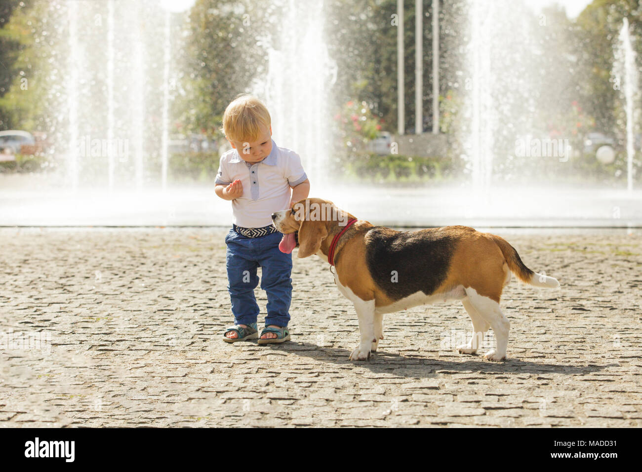 Boy is feeding the dog Stock Photo - Alamy