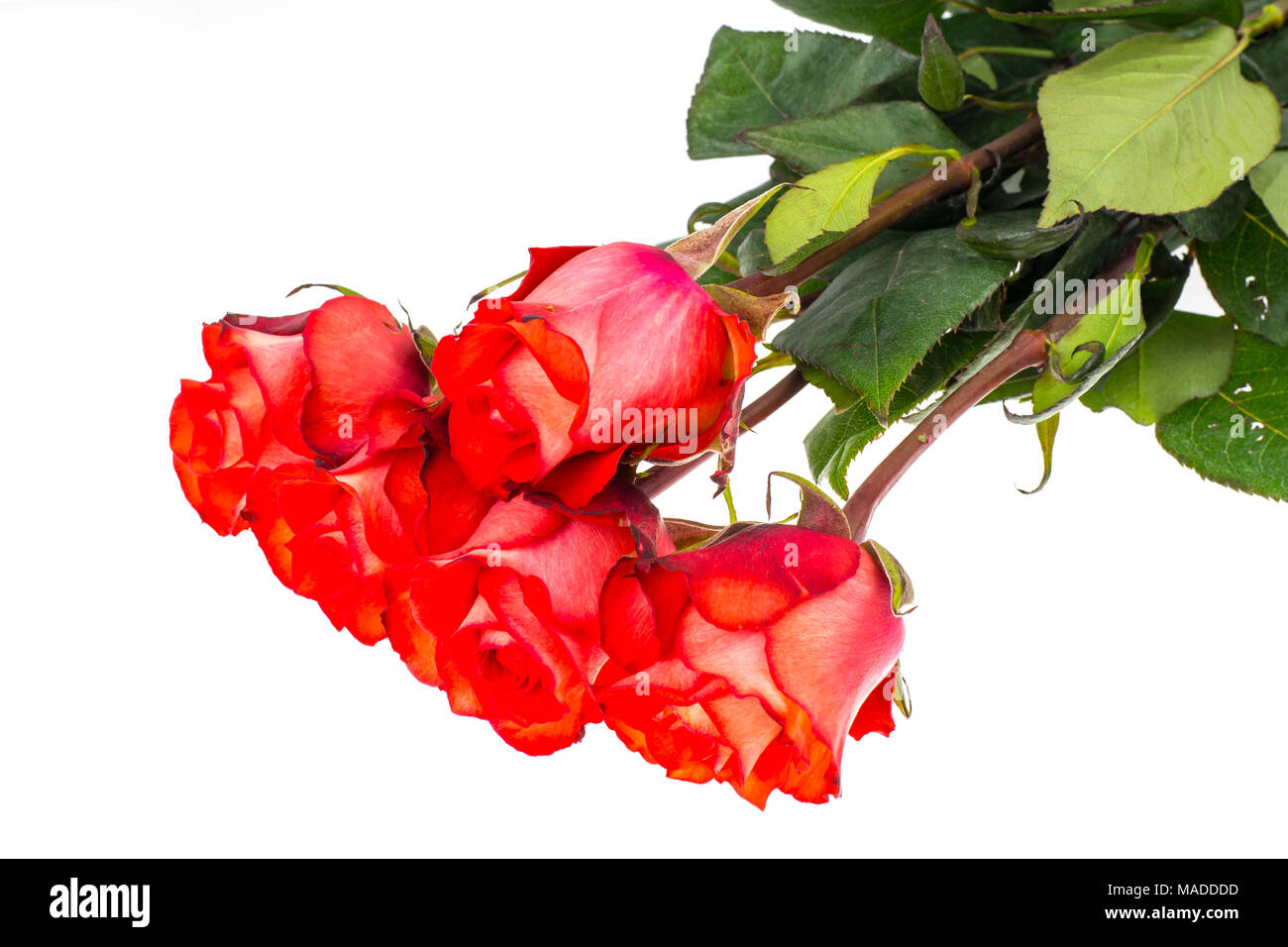 Bouquet of fresh delicious pink roses on white background. Studio Photo ...
