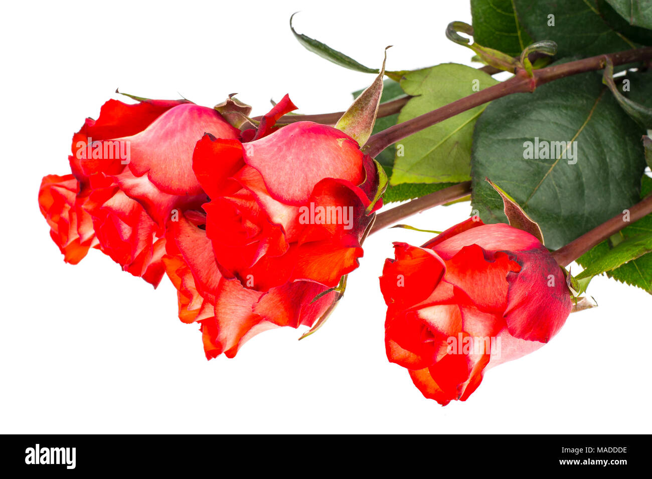 Bouquet of fresh delicious pink roses on white background. Studio Photo ...