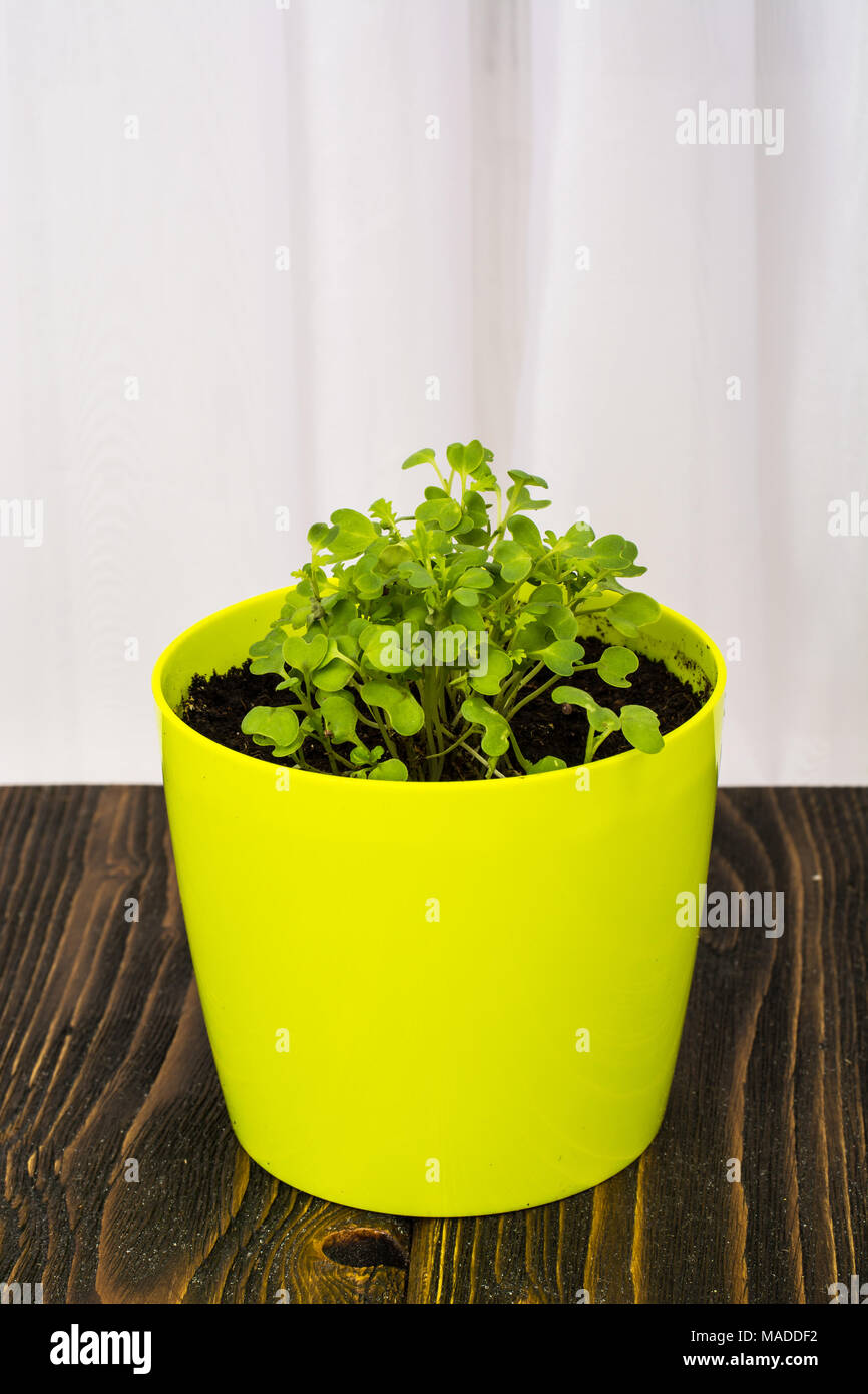 Japanese radish sprout hi-res stock photography and images - Alamy