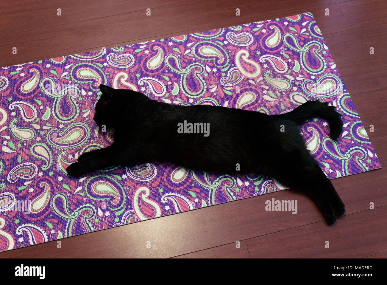 Black cat sleeping hi-res stock photography and images - Alamy