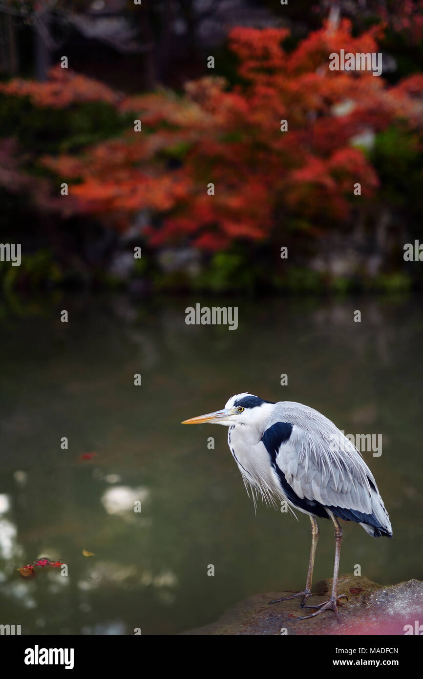 Japanese Gray heron, Aosagi, standing by the pond in fall nature ...