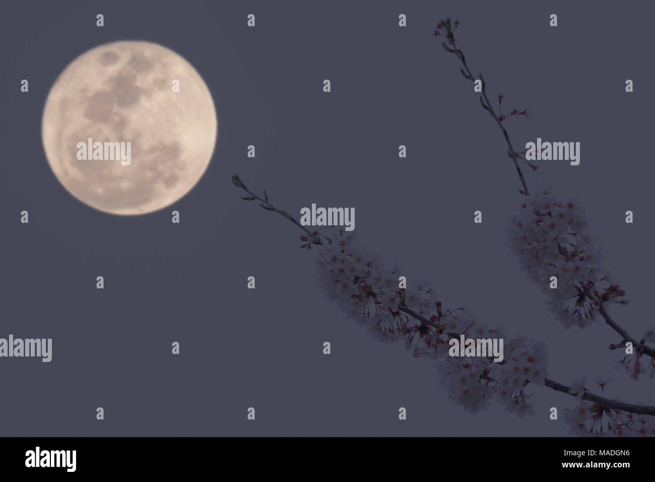 Japanese cherry blossom tree and full moon on night sky background ...