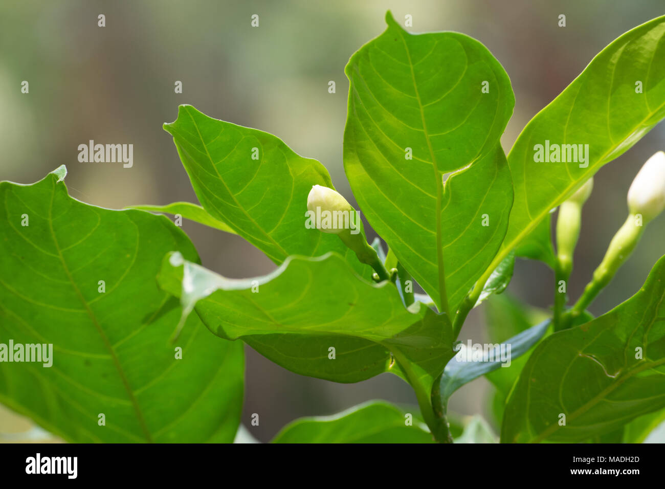 Beautiful leaf hd wallpaper hi-res stock photography and images - Alamy