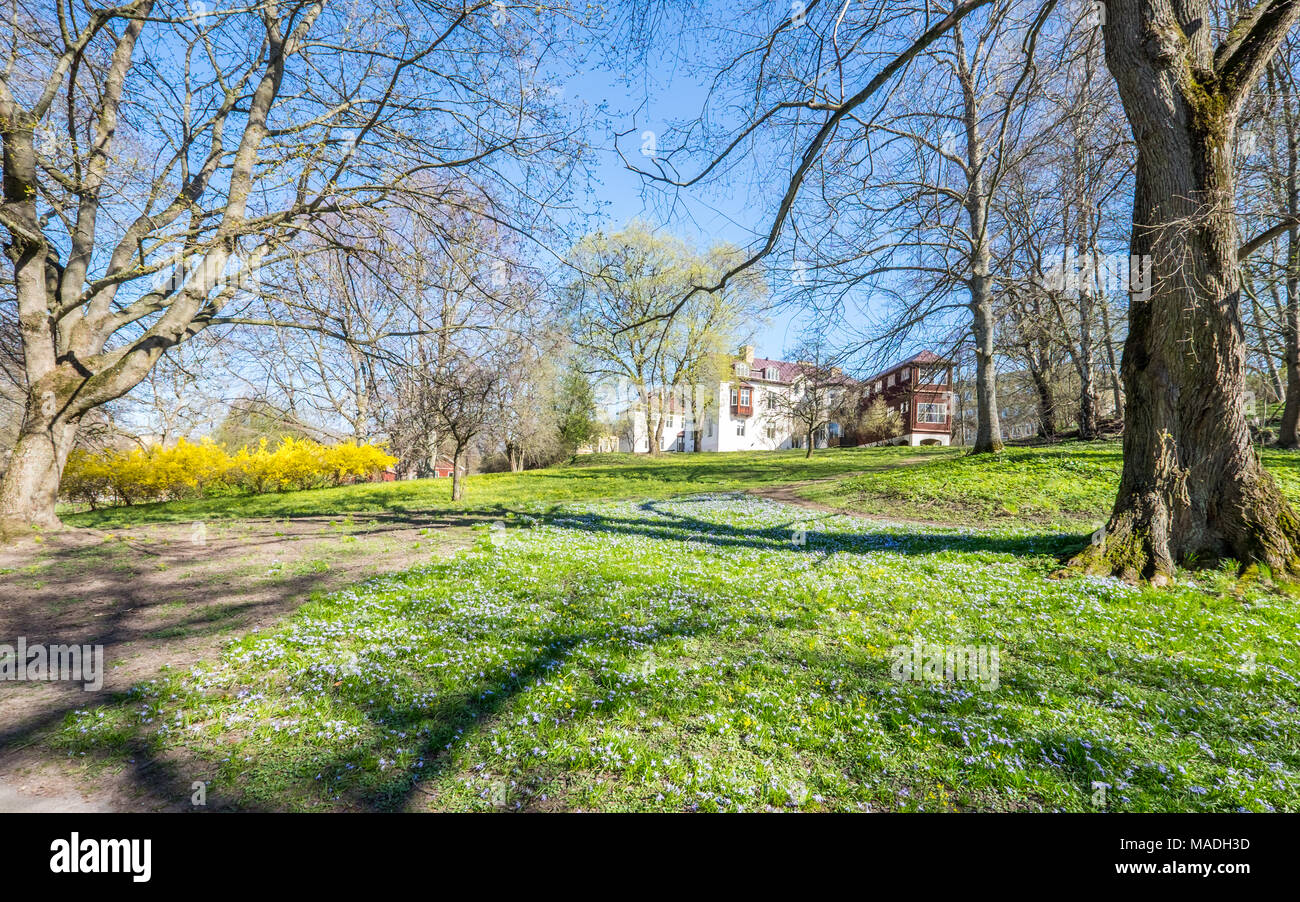 Swedish spring flowers High Resolution Stock Photography and Images - Alamy
