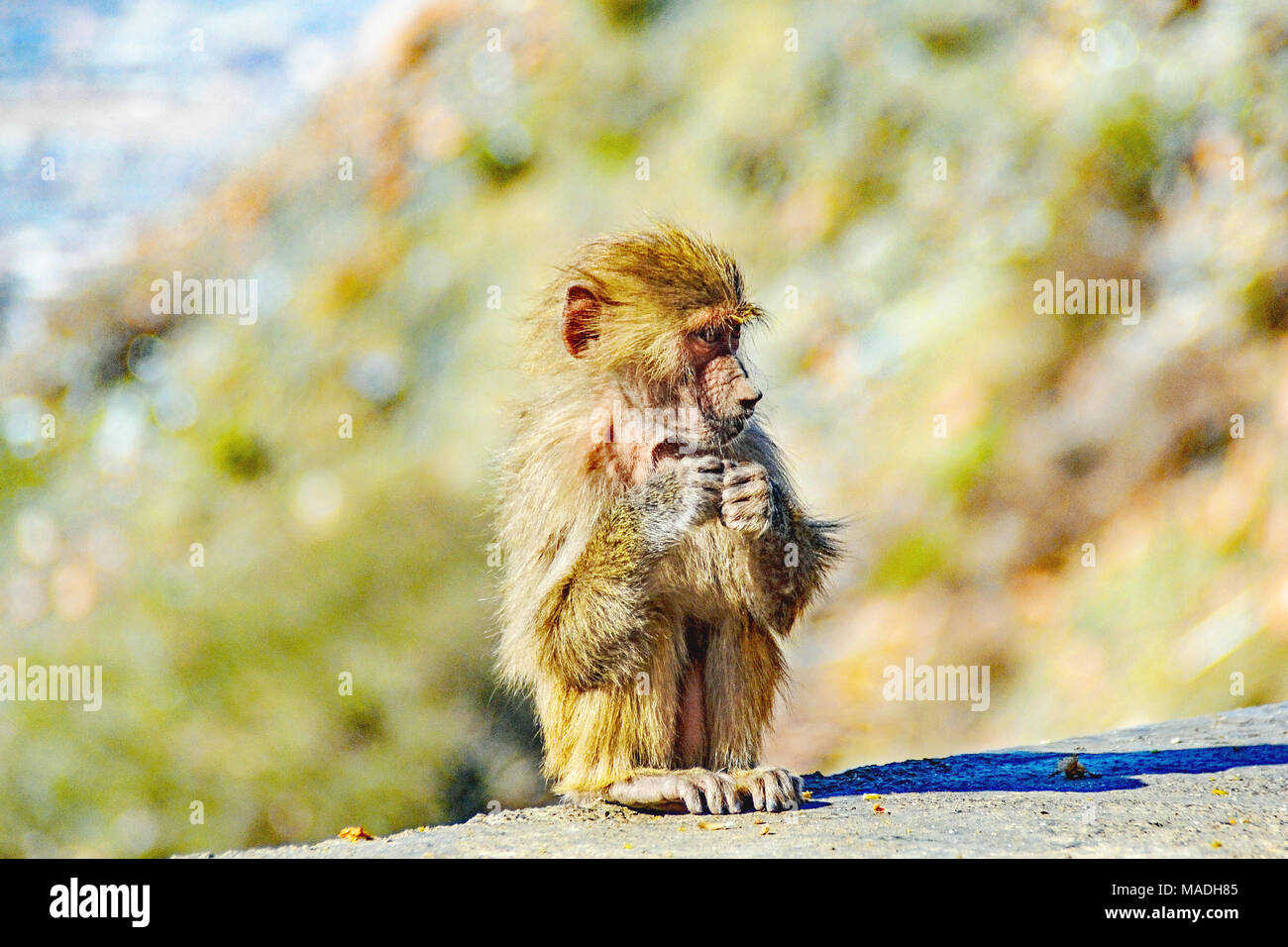 Monkeys on the mountainside road leading up to Al Hada, Saudi Arabia ...