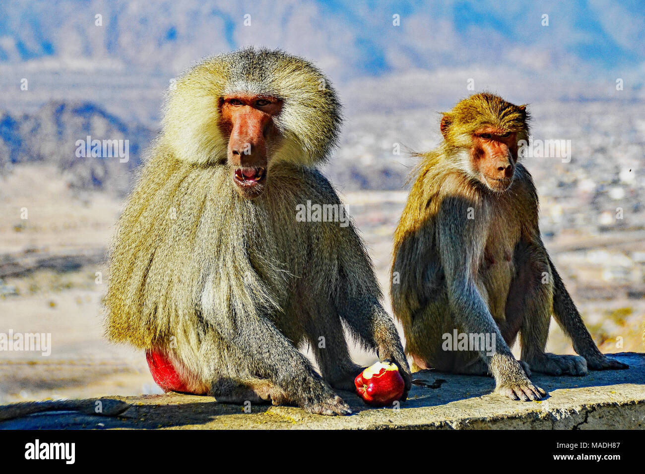Monkeys on the mountainside road leading up to Al Hada, Saudi Arabia ...