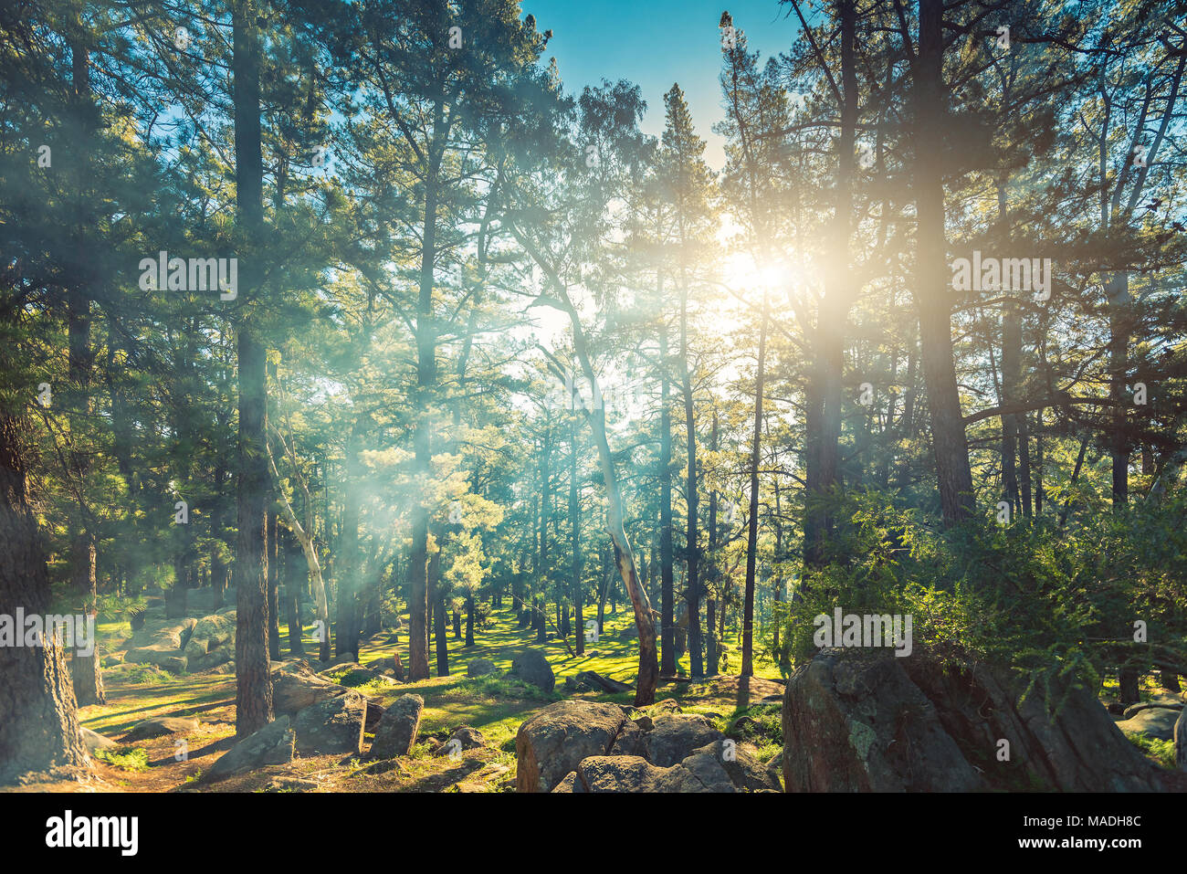 Sun rays shining through Mount Crawford Forest trees on a day, South ...