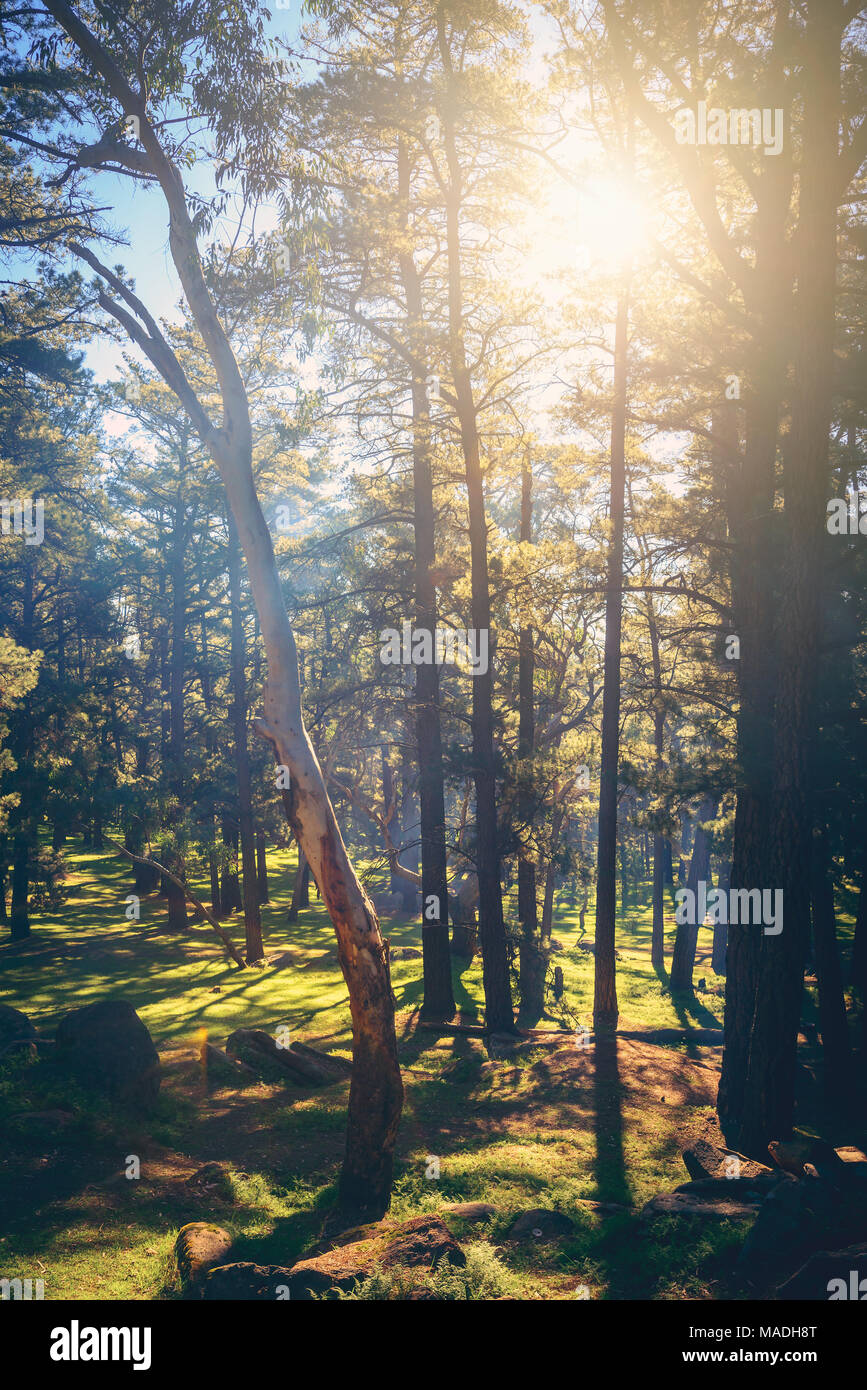 Sun rays shining through Mount Crawford Forest trees on a day, South ...