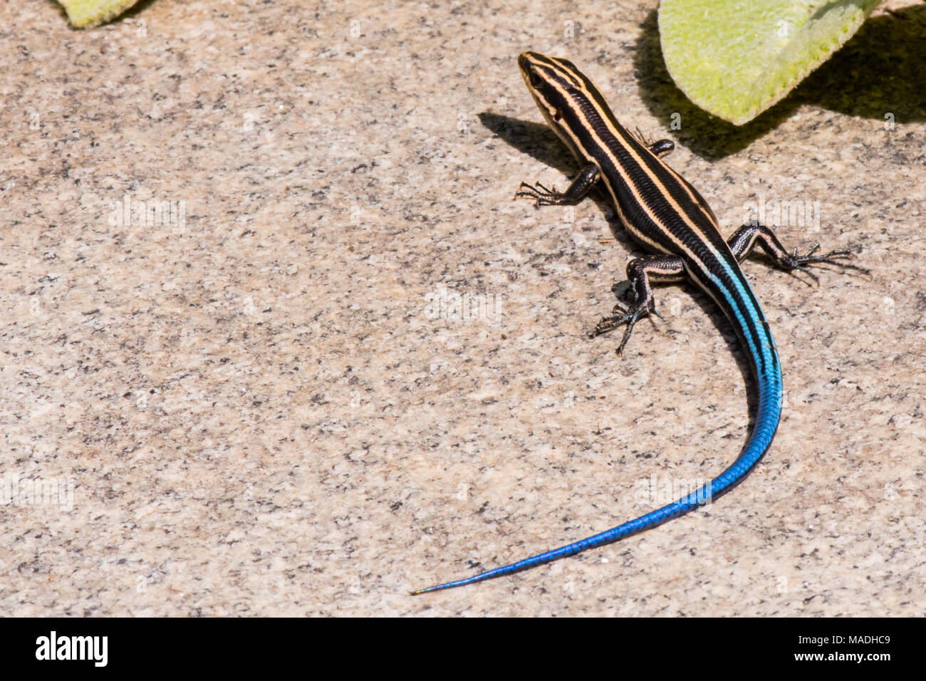 Tail view of a Brittle Blue Tailed Lizard with Copy Space on tan rock ...