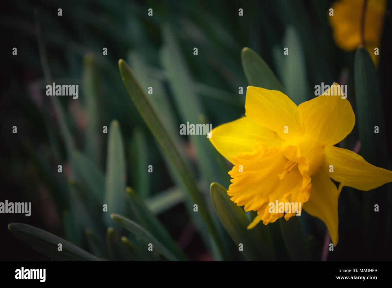 Daffodil flowers and leaves hi-res stock photography and images - Alamy