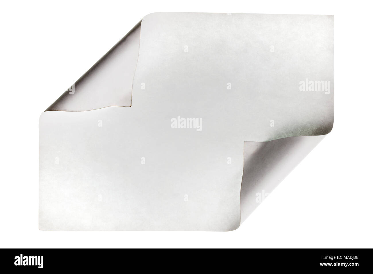 Rolled-up piece of paper with space for your text. Isolated on white ...