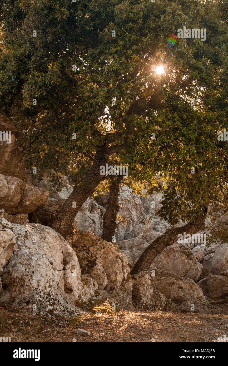 Sunlight through trees growing in rocks in the Tramuntana Mountains ...