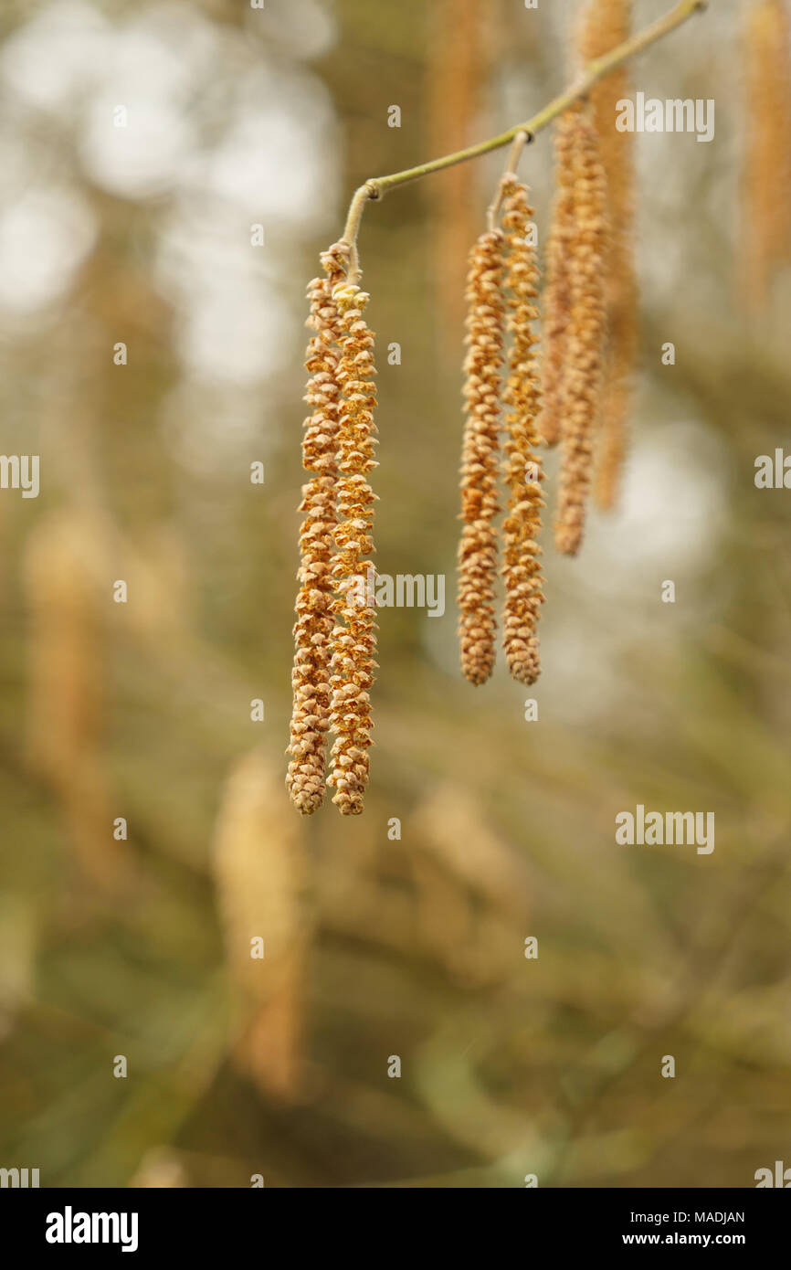 Catkins hanging from a Hazel tree Stock Photo - Alamy