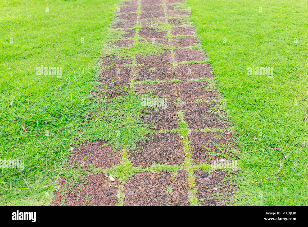 Stone pathway on grass Stock Photo - Alamy