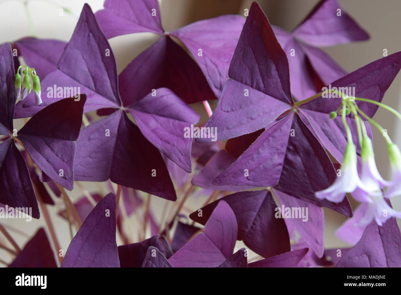Oxalis triangularis house plant hi-res stock photography and images - Alamy