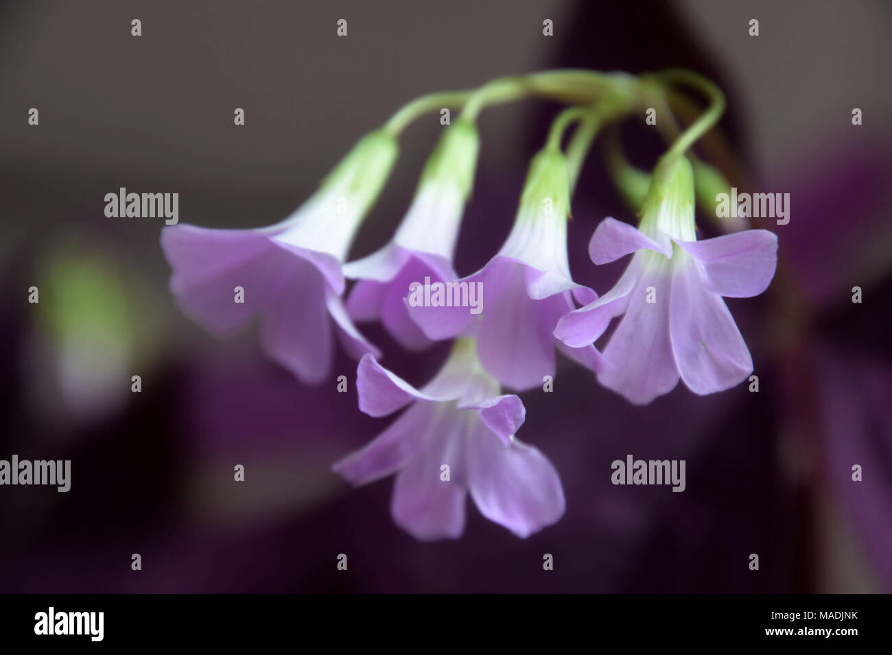 pink flower of oxalis triangularis in spring Stock Photo - Alamy