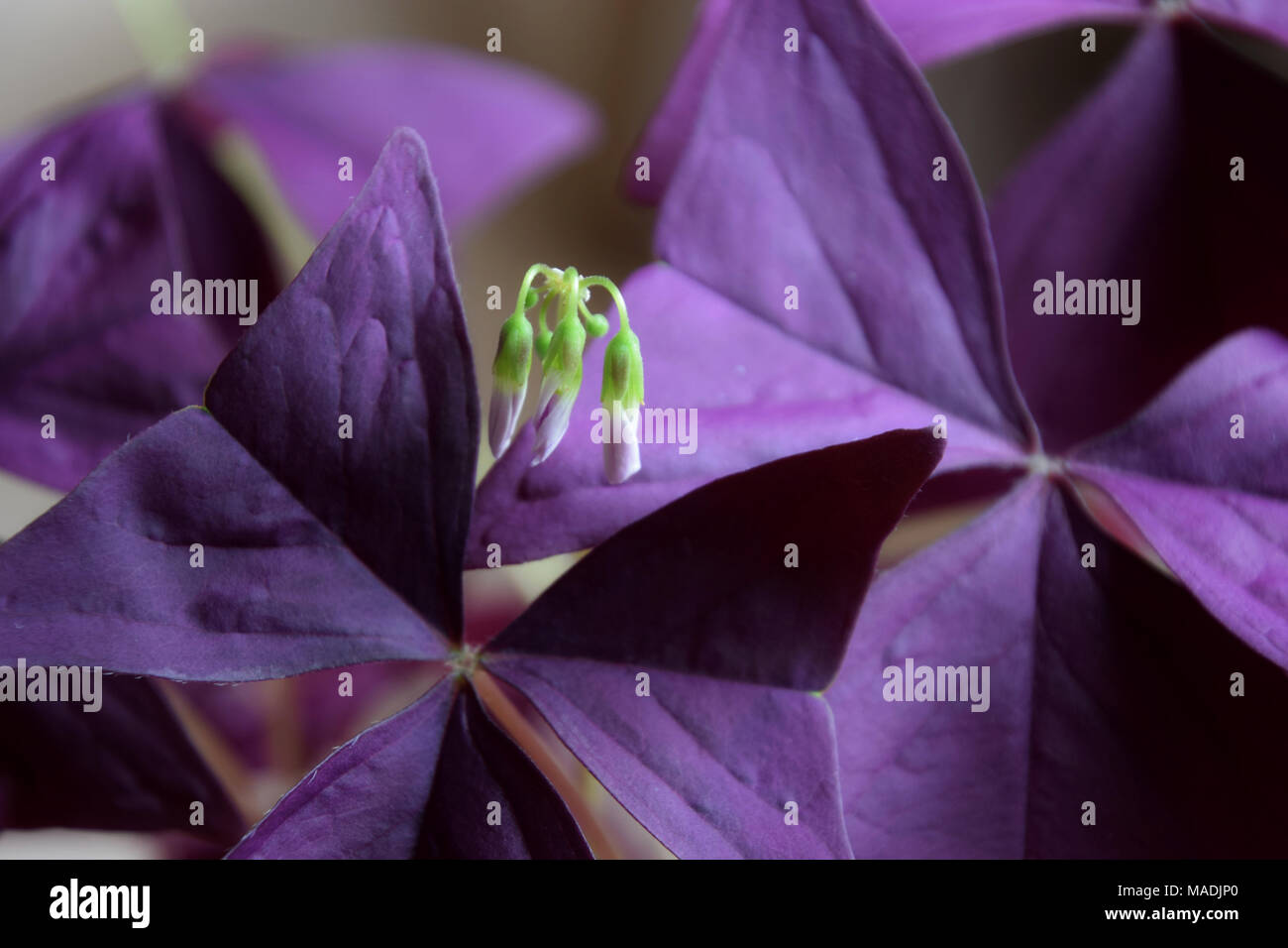 Oxalis triangularis house plant High Resolution Stock Photography and ...