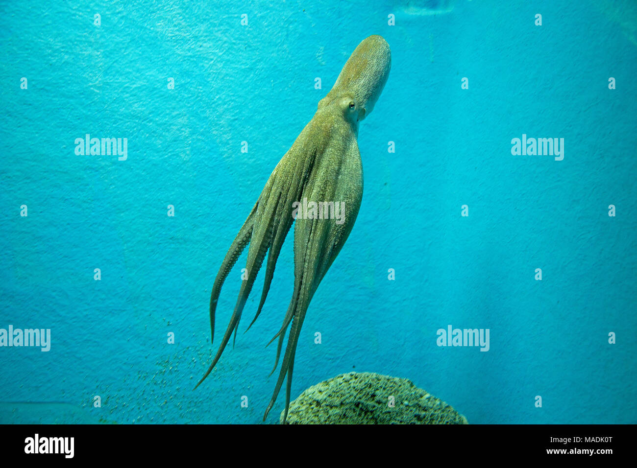 Kroatische marine hi-res stock photography and images - Alamy